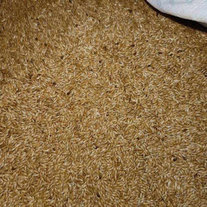 Harga Kenari Seed 25KG Terbaru Jun 2026 | BigGo Indonesia