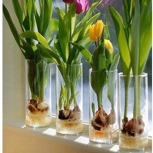 Jual Vas Bunga Bambu / Vase Bamboo / Vas Bunga Kaca Bening / Vas Bunga ...