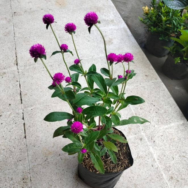 Jual Tanaman Bunga Kancing - Tanaman Hias Kenop Ungu | Shopee Indonesia