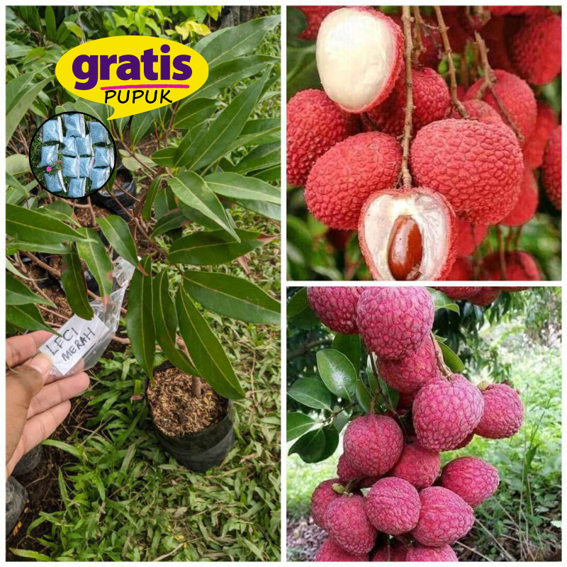 Jual leci merah Harga Terbaik & Termurah Maret 2023 | Shopee Indonesia