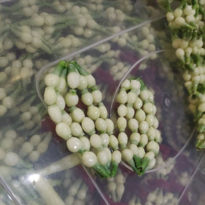 Jual Melati Bangun tulak DK | Shopee Indonesia