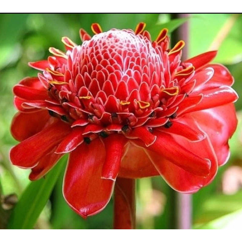 Jual bibit pohon honje atau kecombrang tanaman herbal | Shopee Indonesia