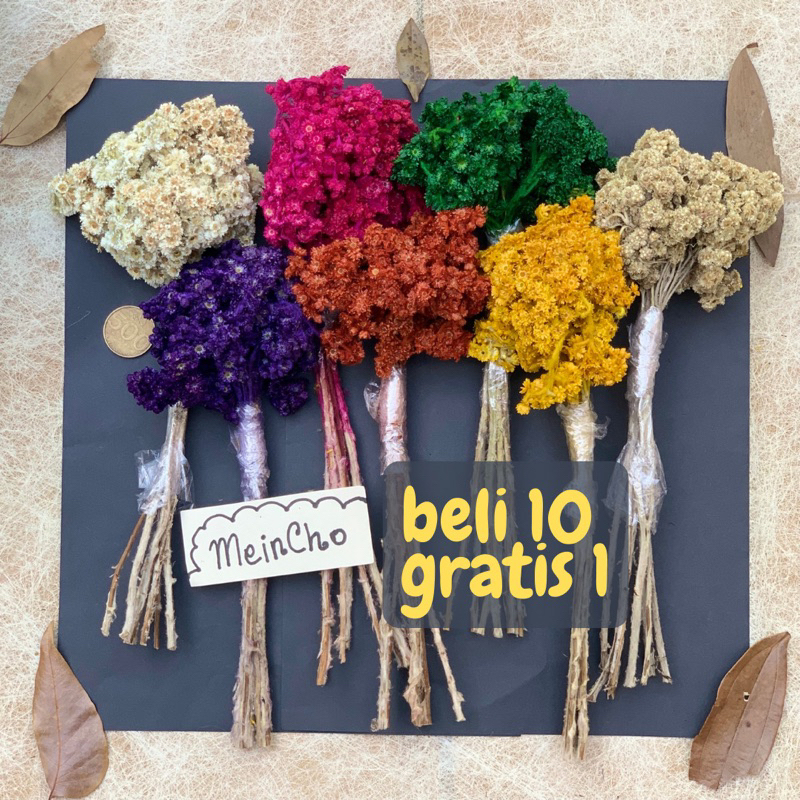 Jual (7-30 tangkai) Bunga Kering Edelweis Edelweiss Edelwis Budidaya ...