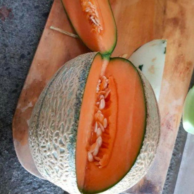 Jual Manganobuah - Melon Hidroponik Zebra | Shopee Indonesia