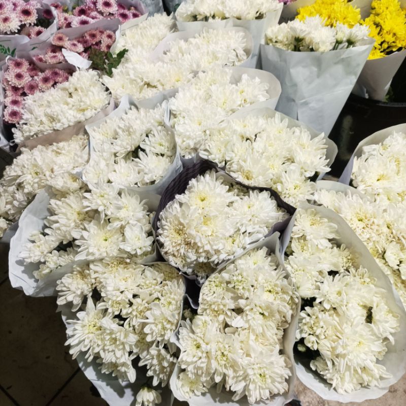 Jual Bunga Aster Jimla 1 ikat 10 tangkai | Shopee Indonesia