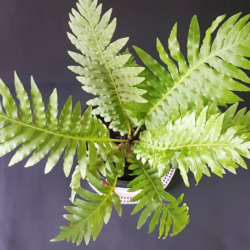 Jual bibit pakis blechnum | pakis gibbum | tanaman hias | Shopee Indonesia