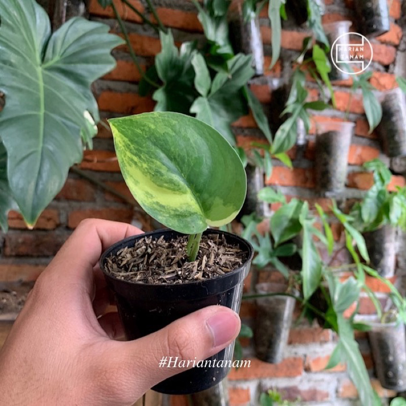 Jual Scindapsus Jade Satin Yellow Variegated (Include pot & Media tanam ...