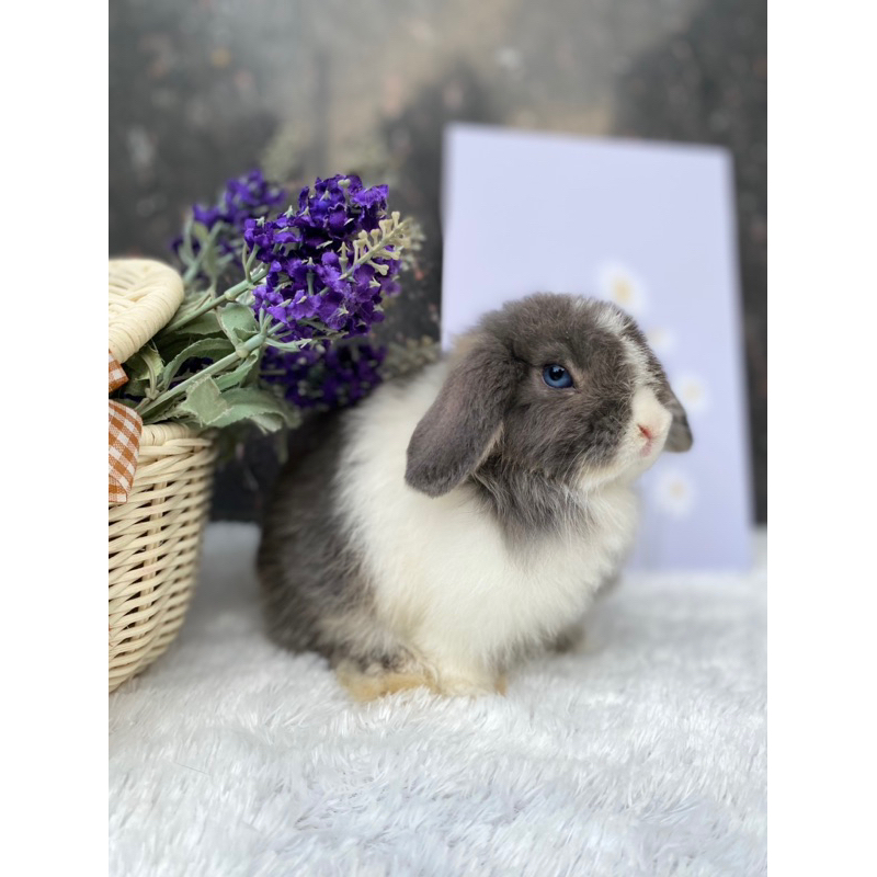 Jual Kelinci Holland Lop Junior Betina Chinchilla Vienna Marked Winter ...