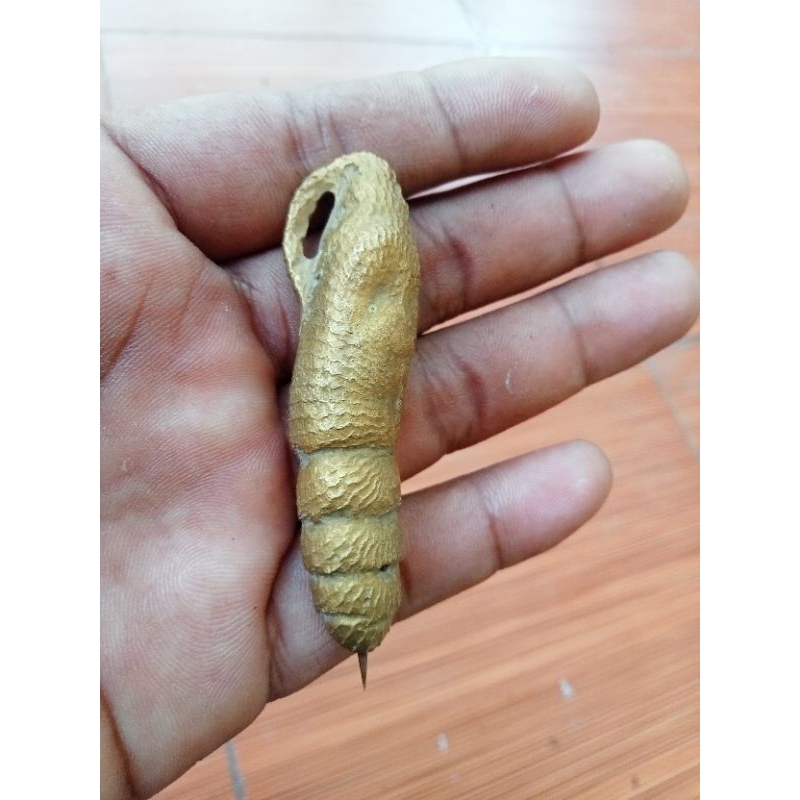 Jual besi kuning jumbo langka | Shopee Indonesia