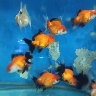 Jual bibit ikan koki panda / ikan koki panda / ikan koki merah hitam ...