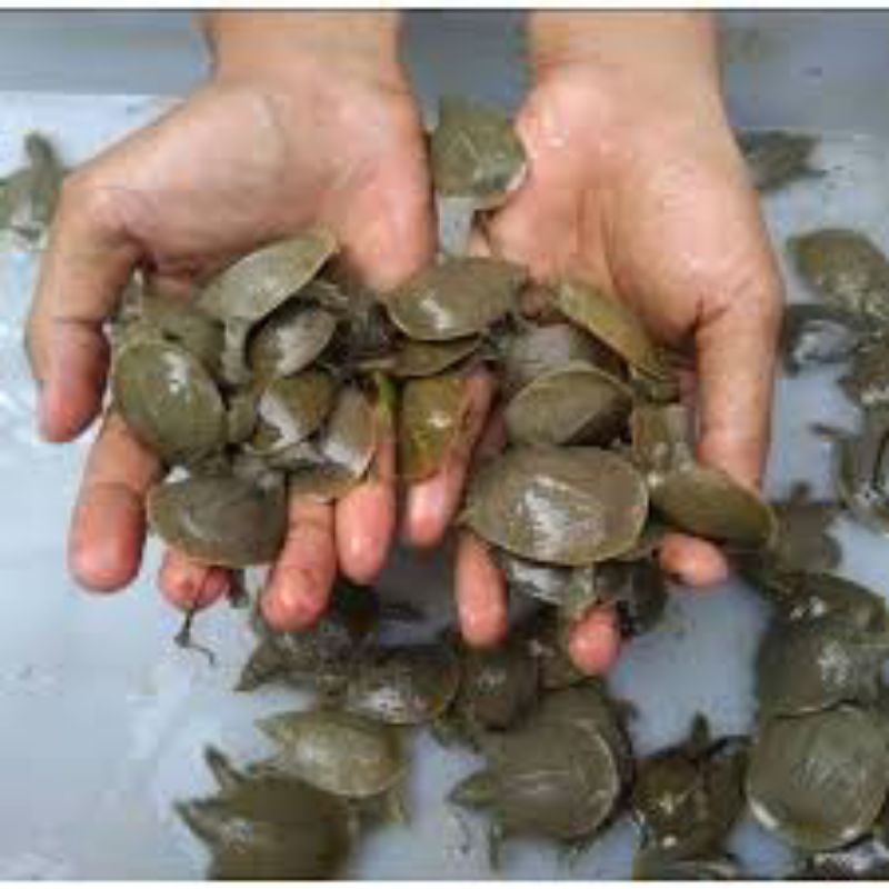 Jual Labi-Labi Terlengkap & Harga Terbaru Maret 2023 | Shopee Indonesia