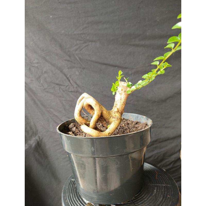 Jual bahan bonsai sancang niagari bahan bonsai sancang unik | Shopee ... Jual bahan bonsai sancang niagari bahan bonsai sancang unik | Shopee ...