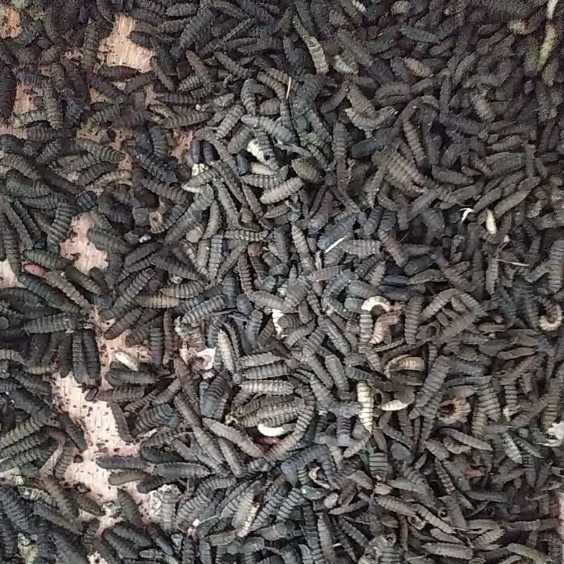 Jual PRE PUPA MAGGOT/LALAT BSF | Shopee Indonesia