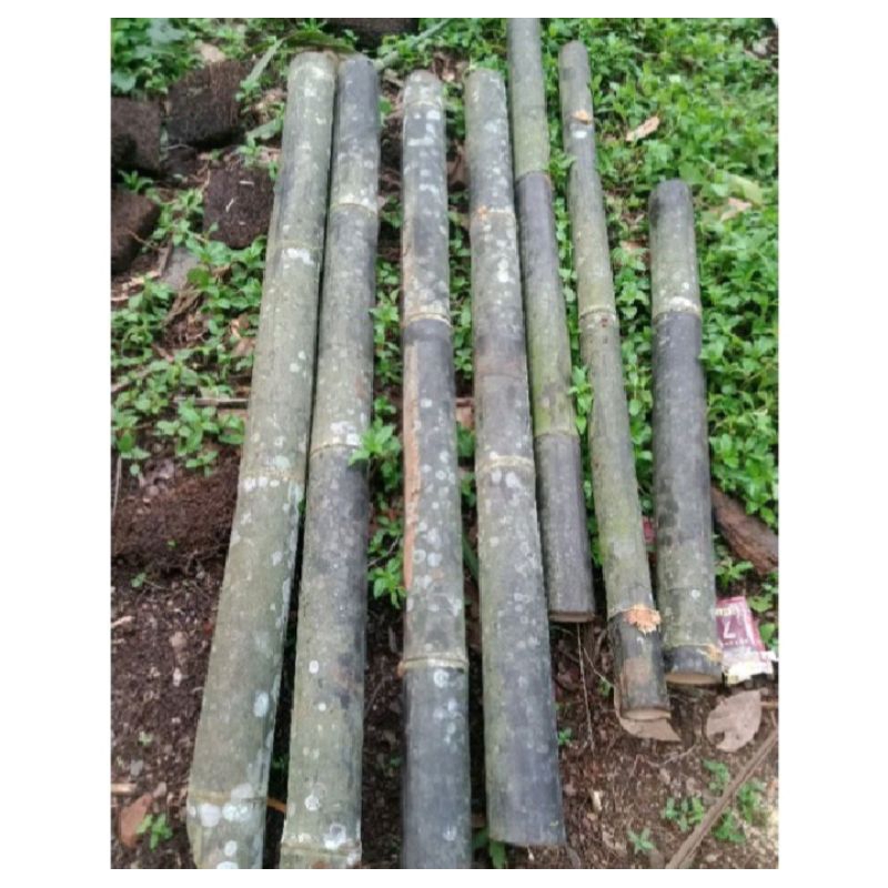 Harga Bambu Panjang 1 Meter Terbaru Agustus 2023 |BigGo Indonesia