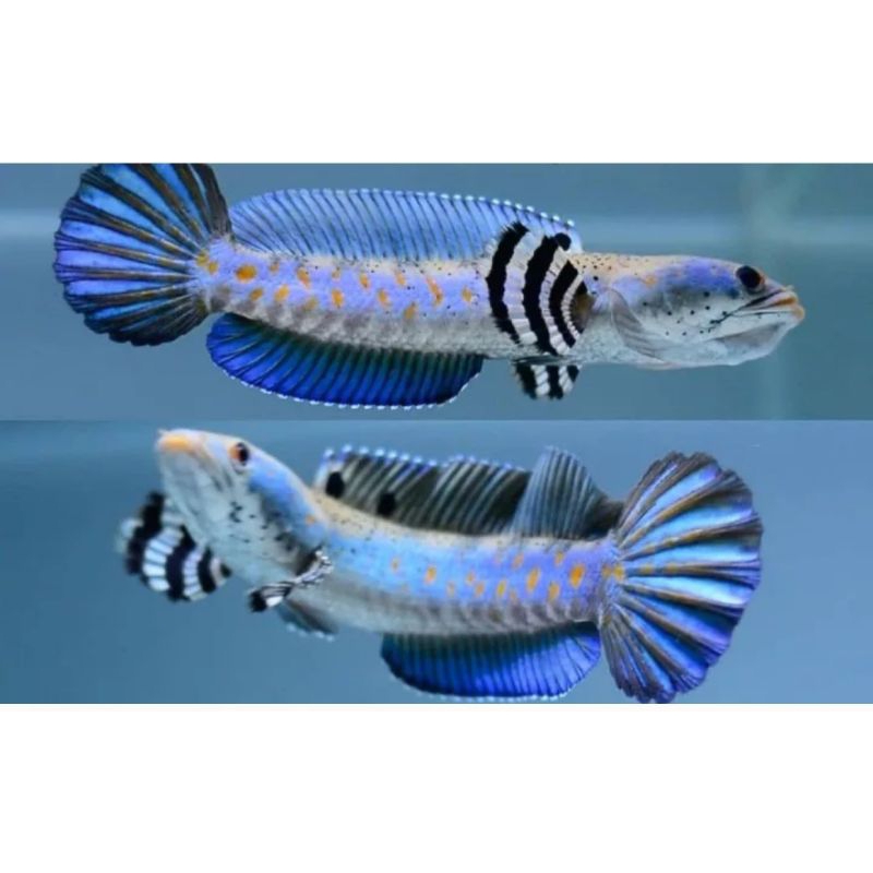 Jual blue pulcra | Shopee Indonesia