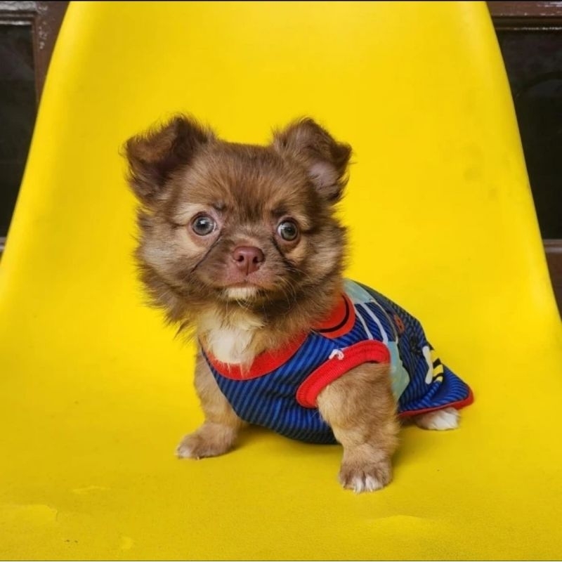 Jual anjing toy poodle Harga Terbaik & Termurah Februari 2023 | Shopee ...