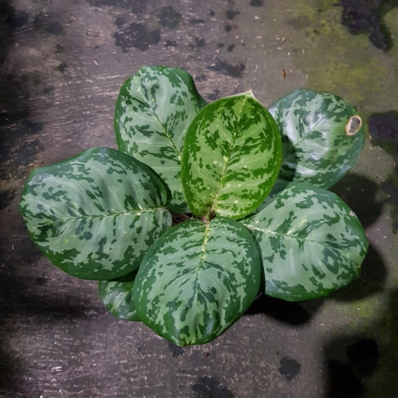 Jual aglaonema Green Papuma | Shopee Indonesia