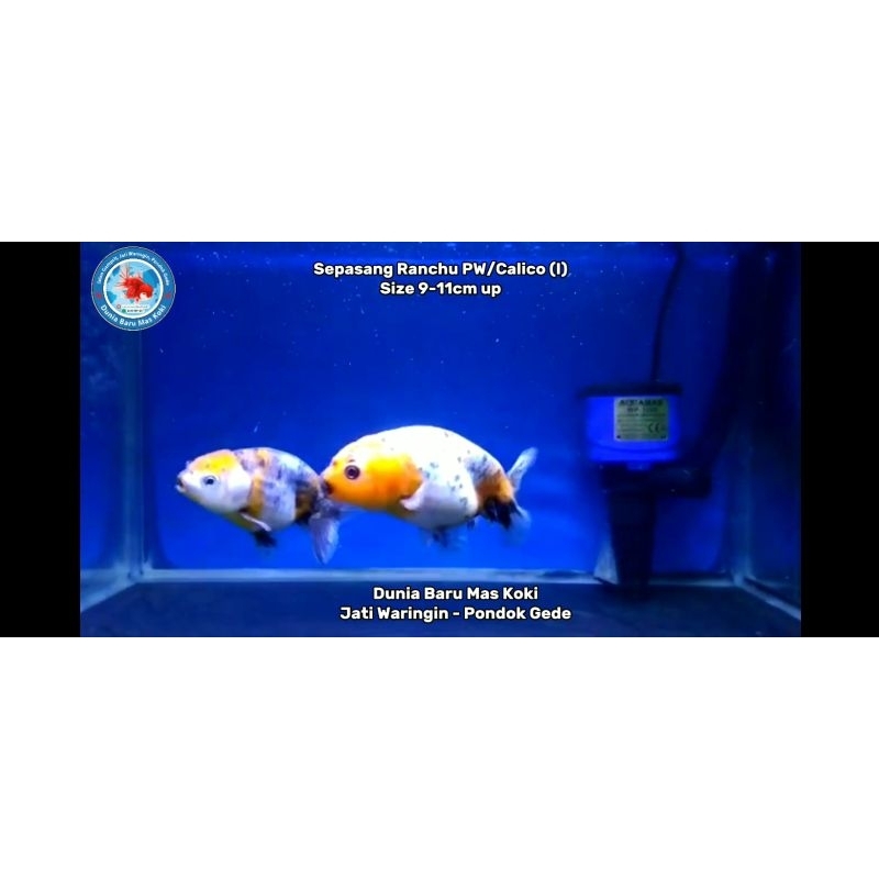 Harga Ikan MAS Koki Ranchu Sepasang Terbaru Juni 2023 |BigGo Indonesia