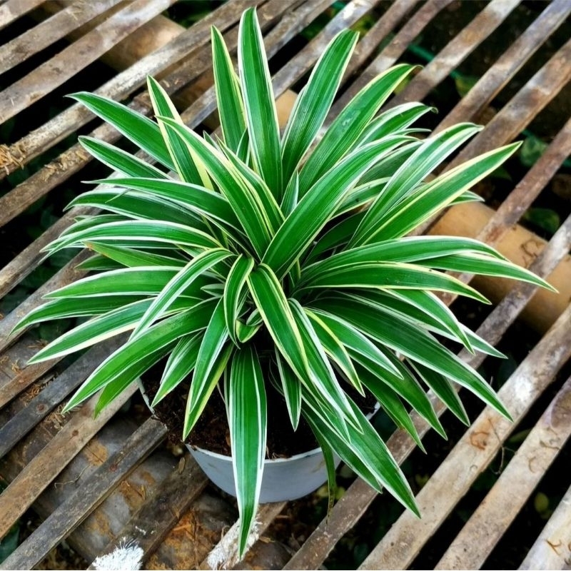 Jual { BISA COD } tanaman lili paris umbi tanaman pengganti rumput ...