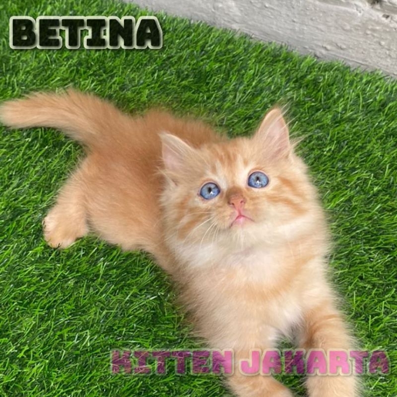 Jual Kucing Persia mix maincoone | Shopee Indonesia
