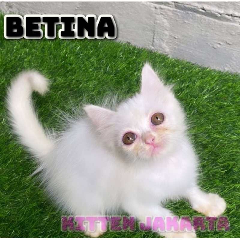 Jual Kucing/ Kitten Persia Peaknose exotic | Shopee Indonesia