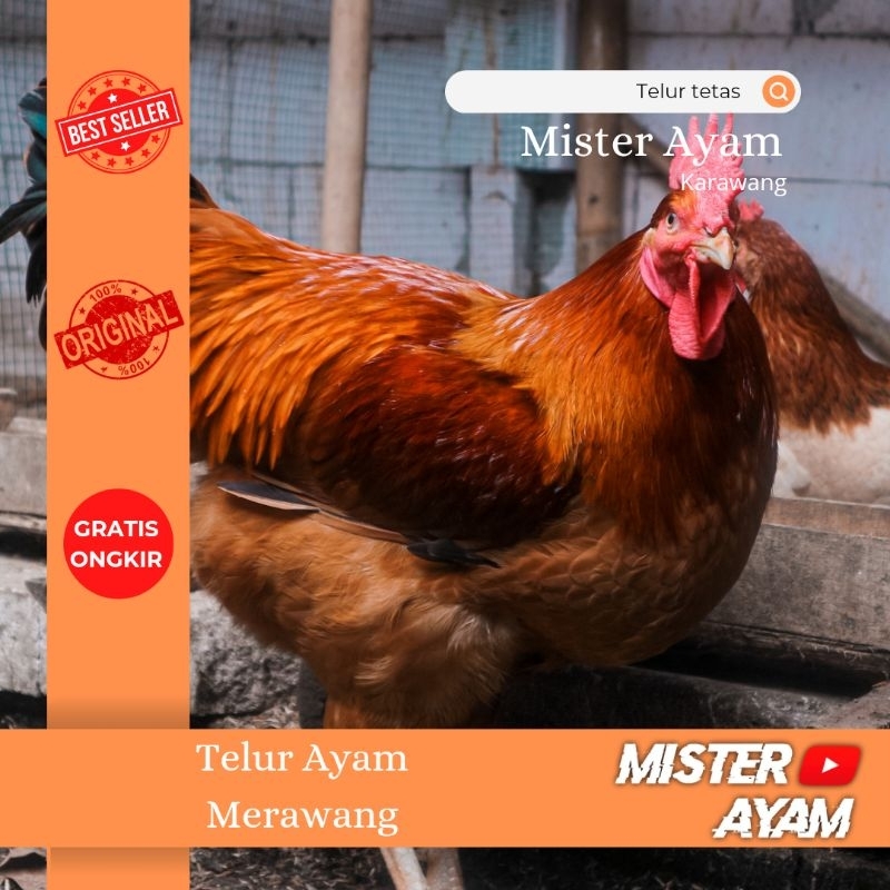 Produk Mister Ayam Karawang | Shopee Indonesia