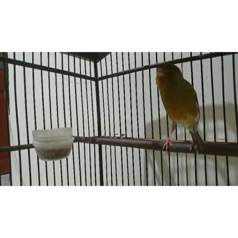 Jual Gacoran Kenari Gelap | Shopee Indonesia