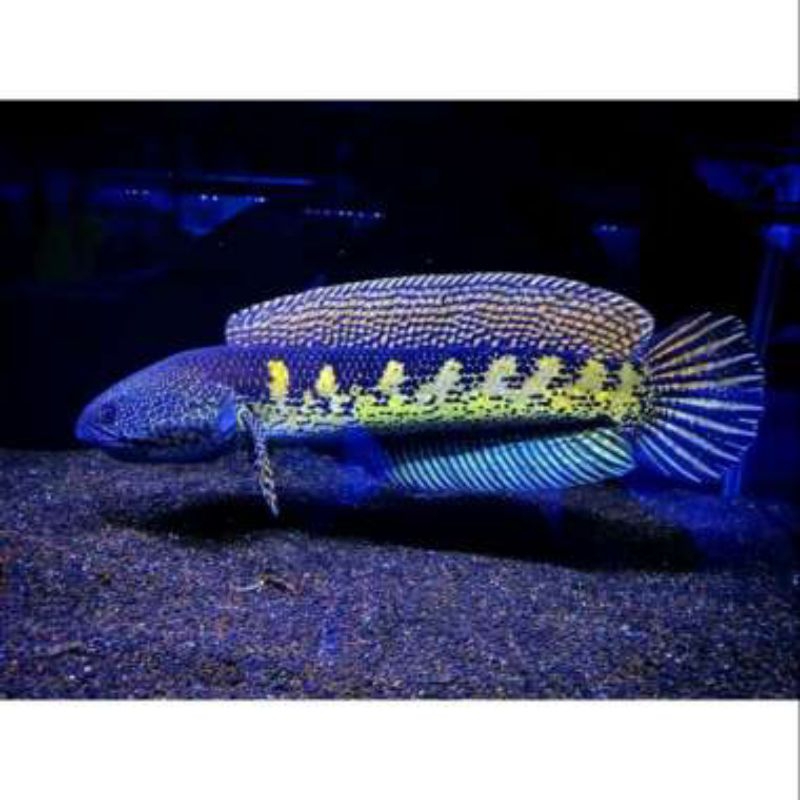 Harga Baseng Terbaru Juni 2023 |BigGo Indonesia