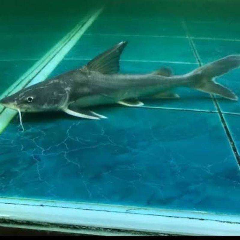 Harga Stormii Terbaru Okt 2024 |BigGo Indonesia