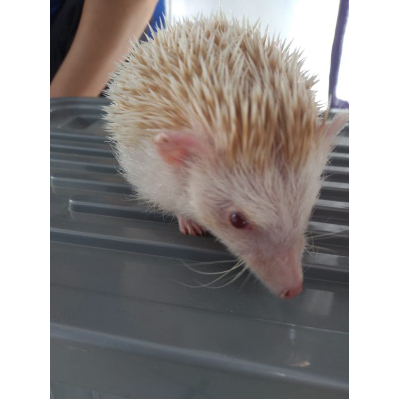 Produk Landak mini dens | Shopee Indonesia