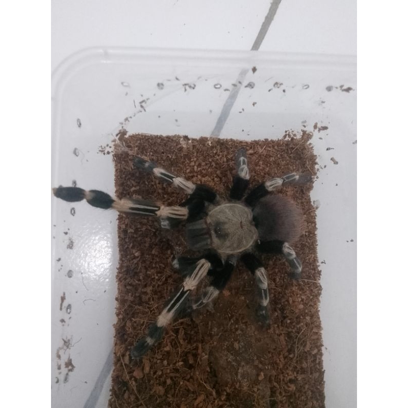 Harga Dichromatus Terbaru Februari 2024 |BigGo Indonesia