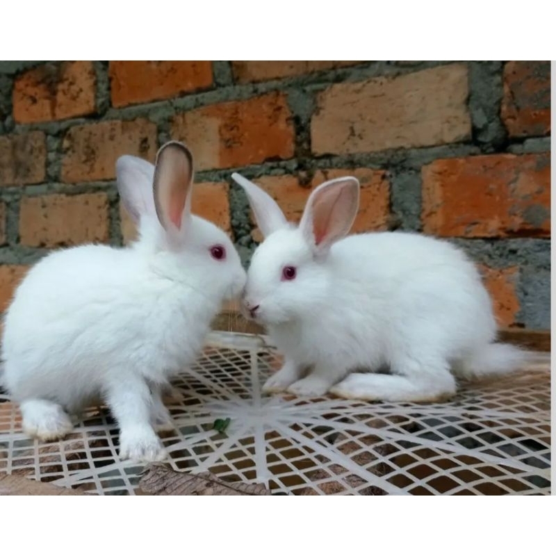 Harga Kelinci Hidup Bandung Terbaru Juni 2023 |BigGo Indonesia
