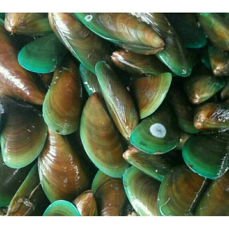 Harga Kerang IJO 1KG Terbaru Mei 2024 |BigGo Indonesia