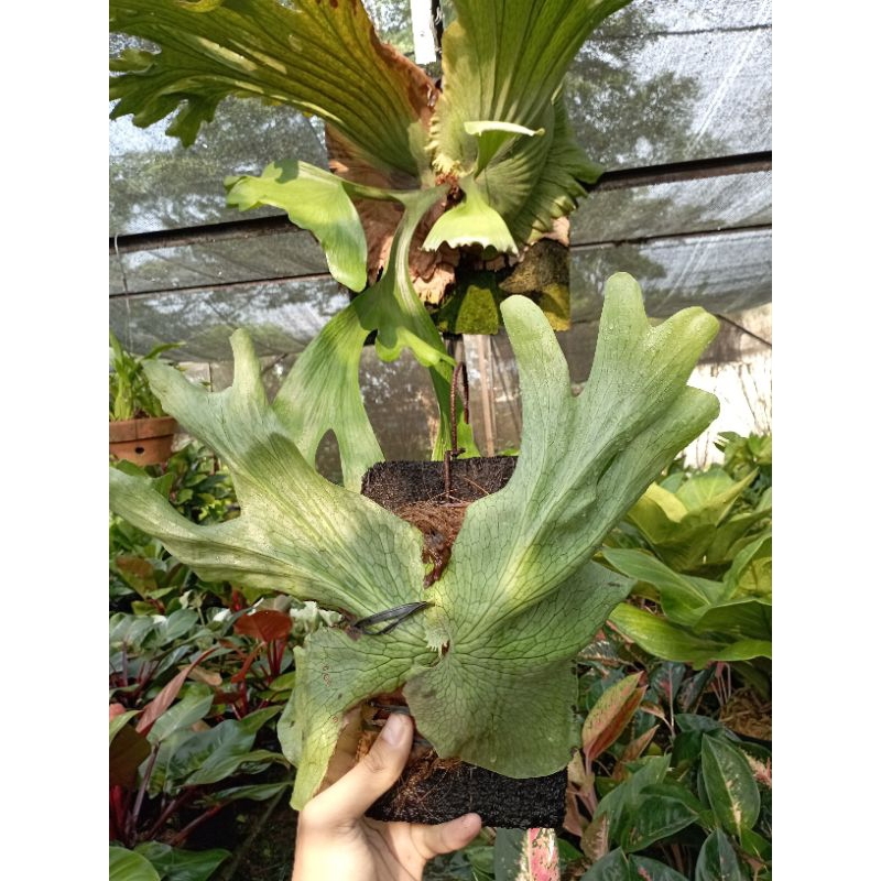 Harga platycerium superbum Terbaru Feb 2025 | BigGo Indonesia