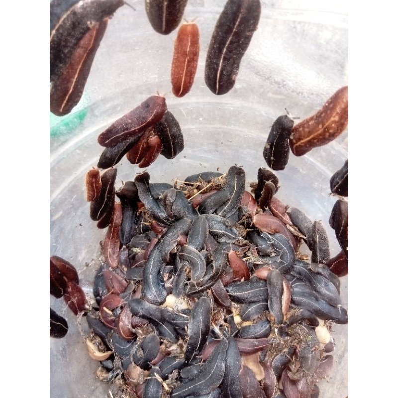 Produk jackbayshp | Shopee Indonesia