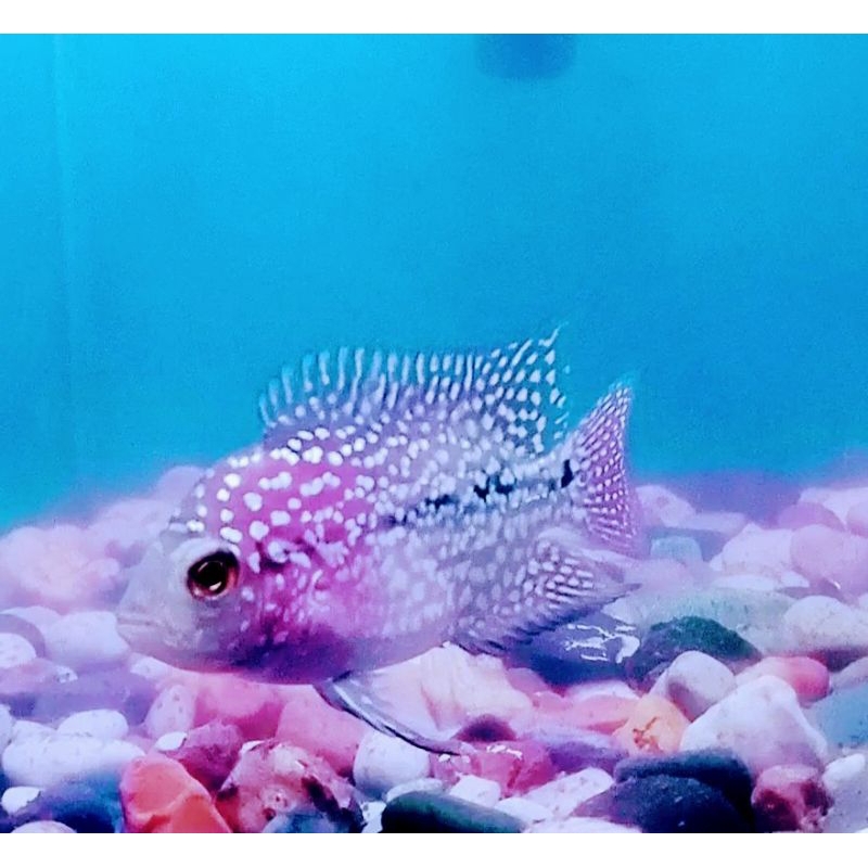 Produk BERANDA 19 | Shopee Indonesia