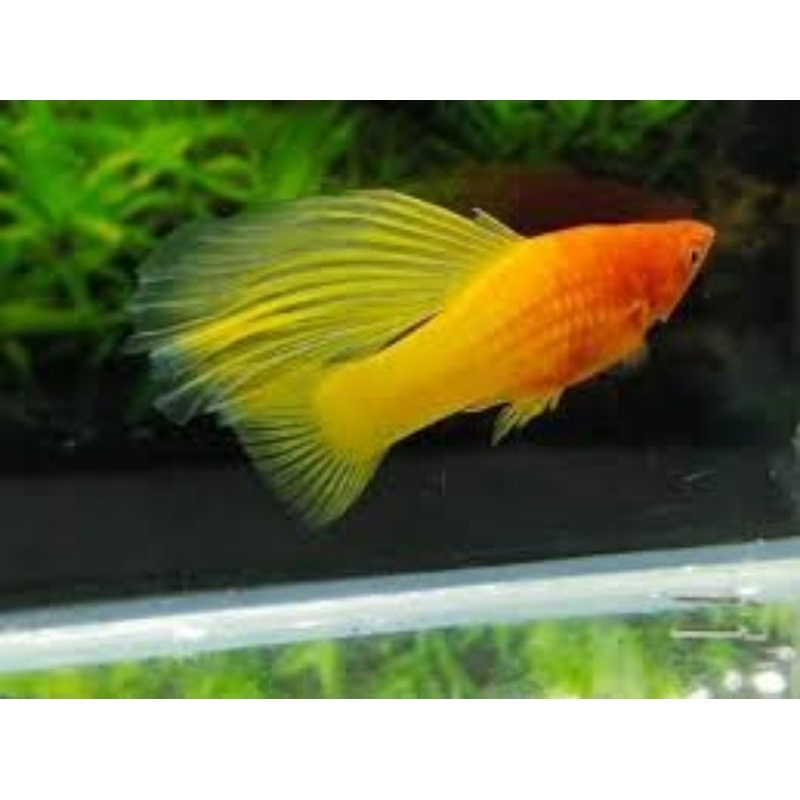 Harga Hifin Terbaru Desember 2023 |BigGo Indonesia