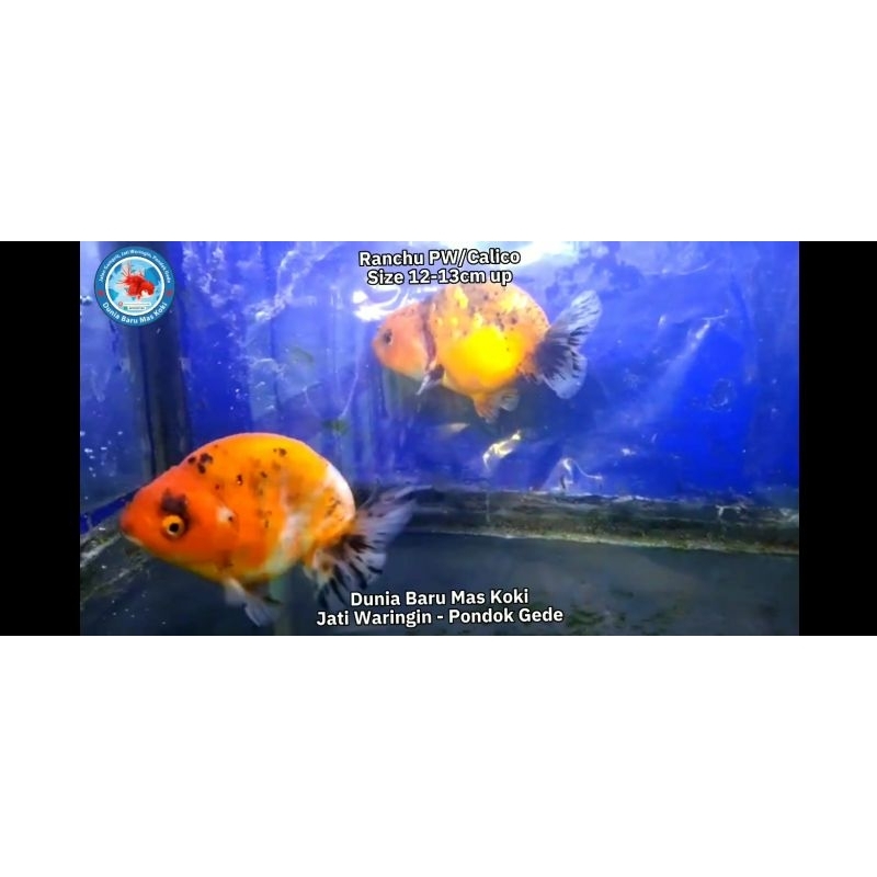 Harga Ikan MAS Koki Ranchu Sepasang Terbaru Juni 2023 |BigGo Indonesia