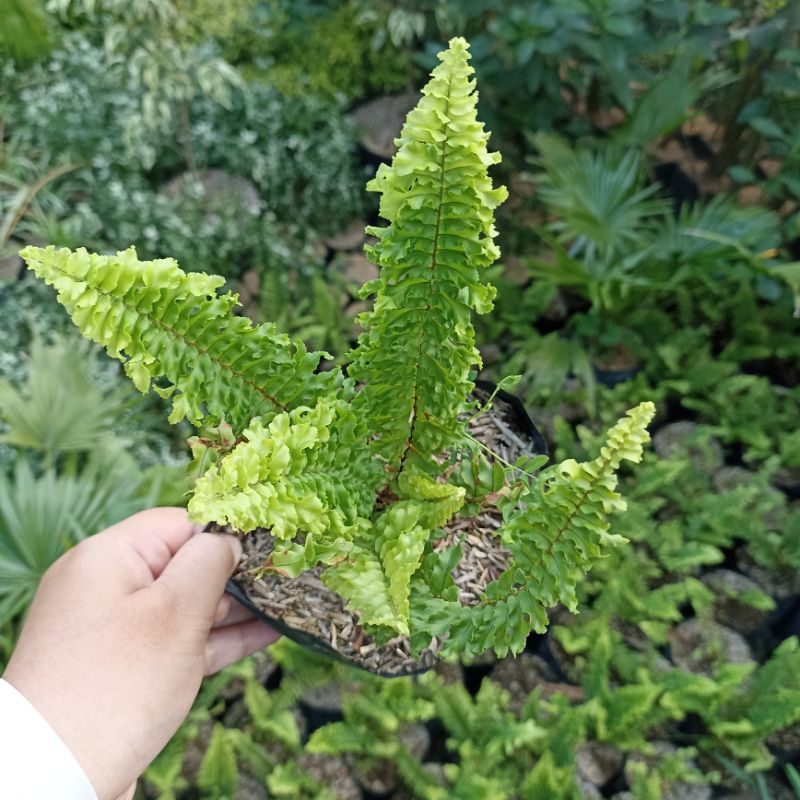 Harga Klaren Terbaru April 2024 |BigGo Indonesia