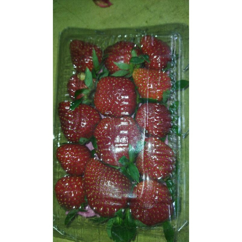 Harga Stoberi Terbaru Juli 2024 |BigGo Indonesia