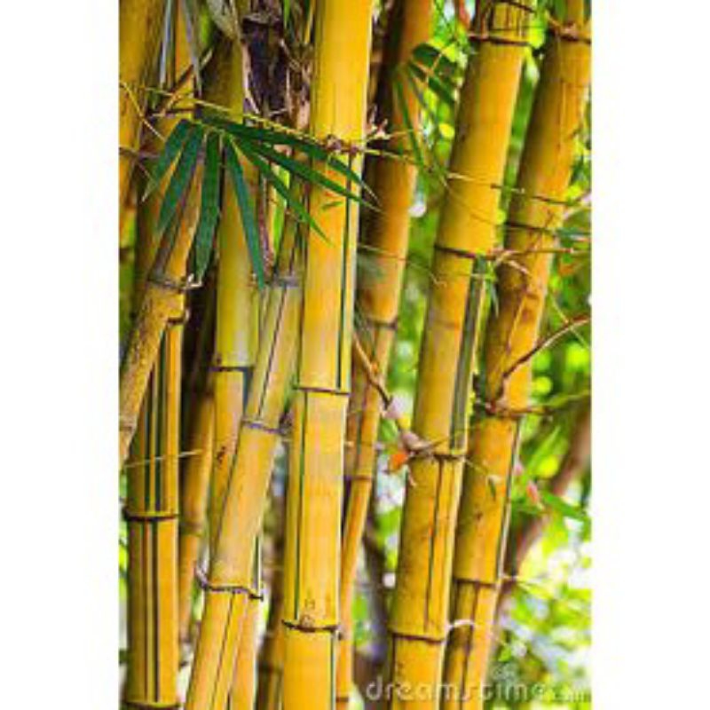 Harga Bambu Panjang 1 Meter Terbaru Des 2025 | BigGo Indonesia