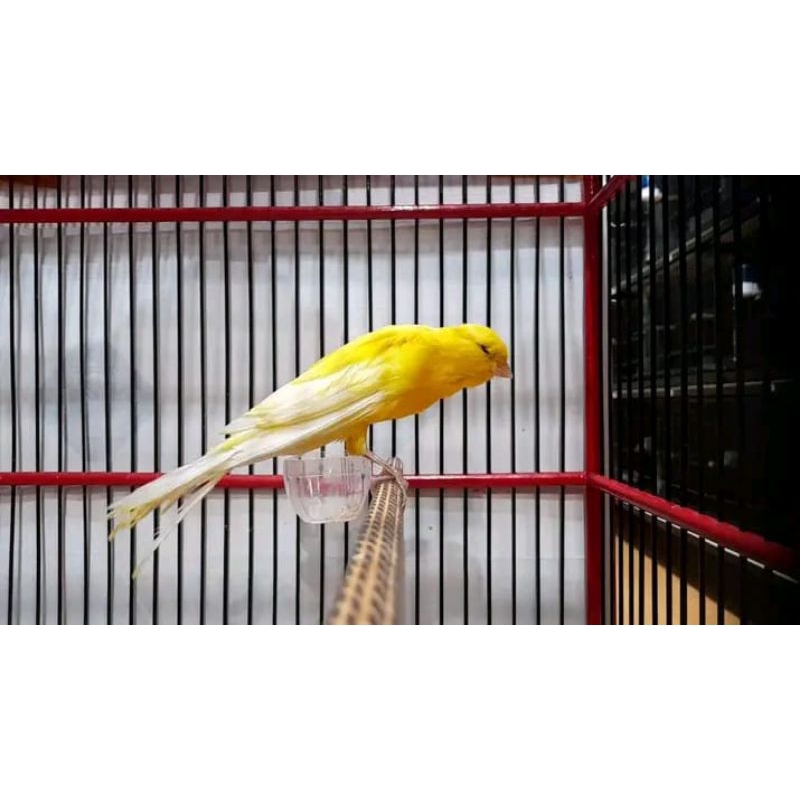 Harga kenari rasmi Terbaru Mei 2025 | BigGo Indonesia