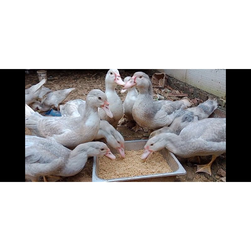 Harga Entok Rambon Silver Terbaru Jan 2025 | BigGo Indonesia