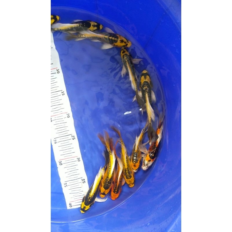 Harga Ikan KOI Slayer Kabuto Terbaru Sep 2025 | BigGo Indonesia