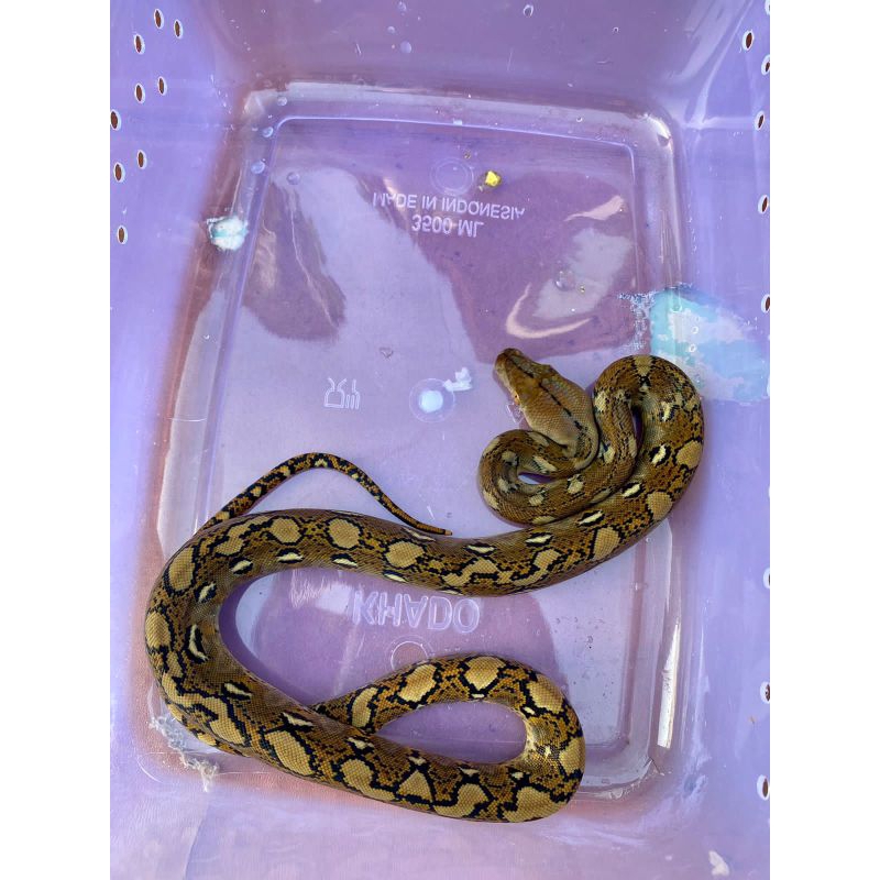 Harga retic Terbaru Sep 2024 |BigGo Indonesia