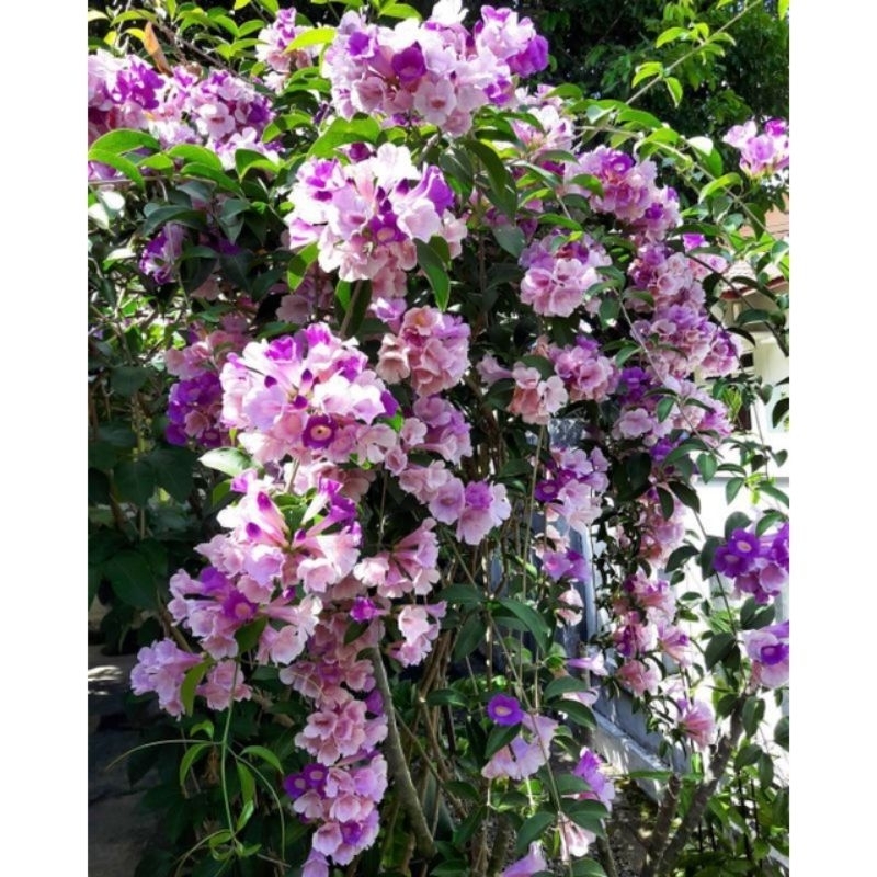 Harga bunga stefanot ungu Terbaru Jan 2025 | BigGo Indonesia