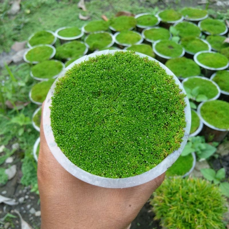 Harga hc cuba Terbaru Jun 2025 | BigGo Indonesia