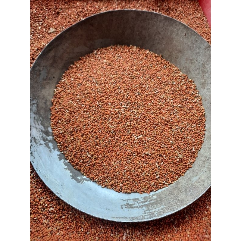 Harga Juwawut Terbaru Februari 2024 |BigGo Indonesia