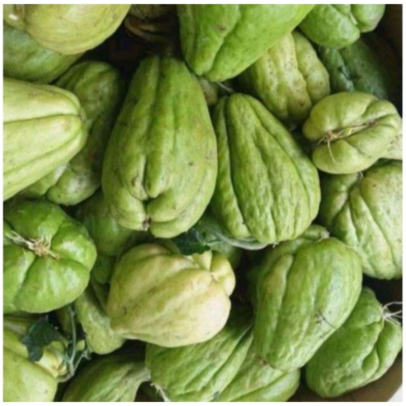 Harga Bibit Labu Siam Jumbo Terbaru Jan 2025 |BigGo Indonesia