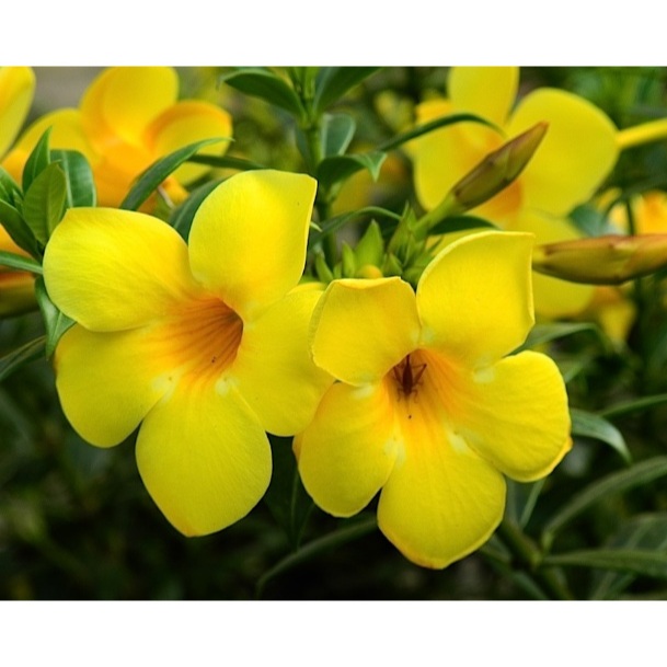 Harga Alamanda Kuning Terbaru Jan 2025 | BigGo Indonesia